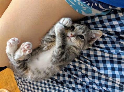 Foster Kitten Raww