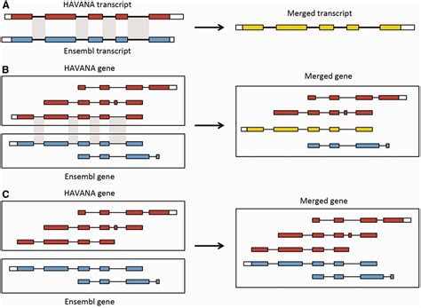 merging gene and transcript models for both ensembl and havana models