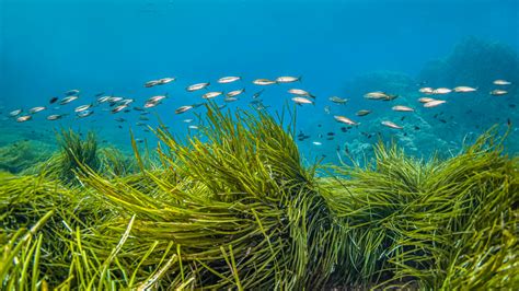 Seagrass Meadows