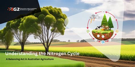 Understanding The Nitrogen Cycle A Balancing Act In Australian