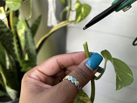 How To Propagate Pothos In A Ziplock Bag Plus Another Genius Twist Hometalk
