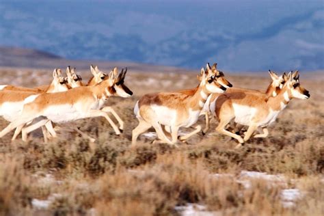 Blm Partnership Protects Pronghorns During Migration American Security News