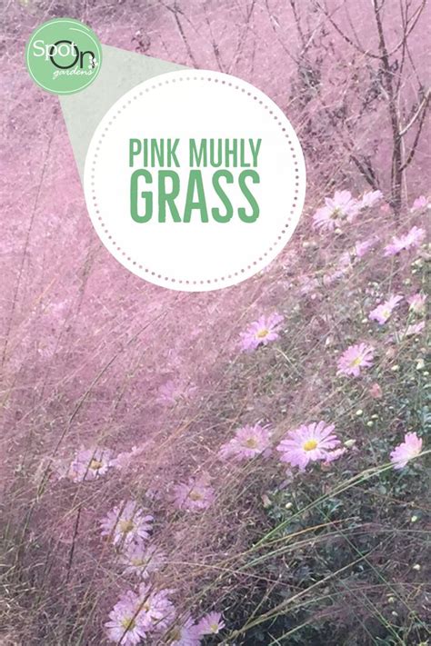 Deer Resistant Plant Spotlight Pink Muhly Grass Deer Resistant Plants Deer Resistant Garden