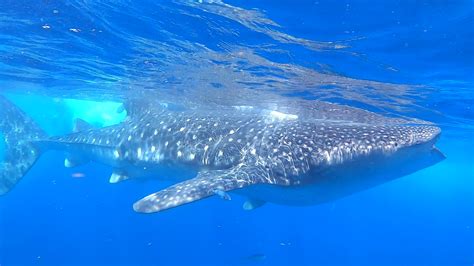 Giants Of The Ocean Whale Shark Season In Cancun And Isla Mujeres