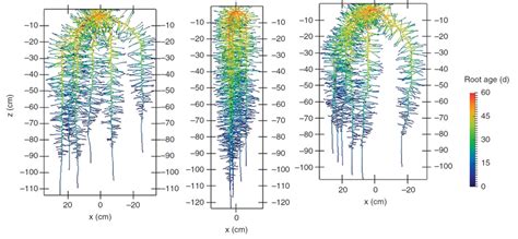 Quantitative Plant Crootbox