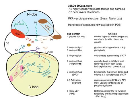 Ppt Protein Kinase Structure And Function Introduction Powerpoint