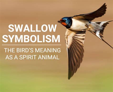 Swallow Bird Symbolism Messages Of Hope Return And Renewal