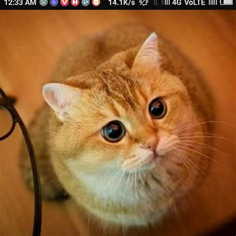 Prince Aki Yaba Kitty Added A New Prince Aki Yaba Kitty