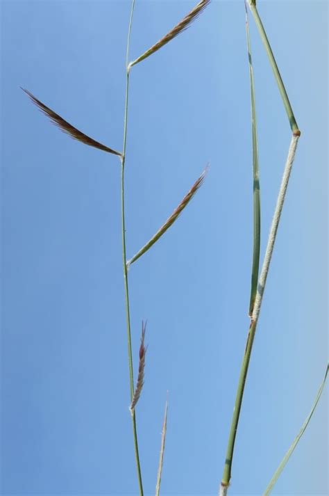 Range Plant Of The Week Black Grama Bouteloua Eriopoda Can Be A