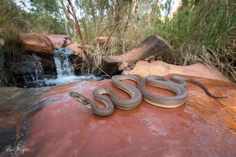 Australian Reptile Photographer Ross Mcgibbon Pilbara Olive Python Digital Prints