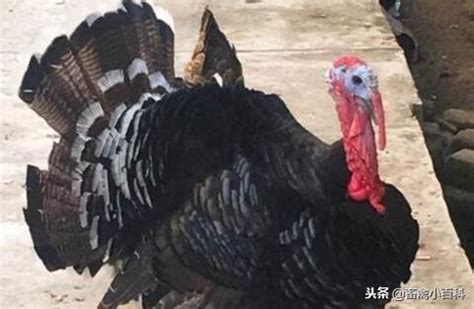 火雞和一般家養雞有什麼區別?養一隻的成本和利潤能有多少? 每日頭條 火雞和一般家養雞有什麼區別?養一隻的成本和利潤能有多少? 每日頭條
