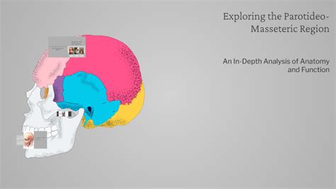 Exploring The Parotideo Masseteric Region By Ip Phase On Prezi
