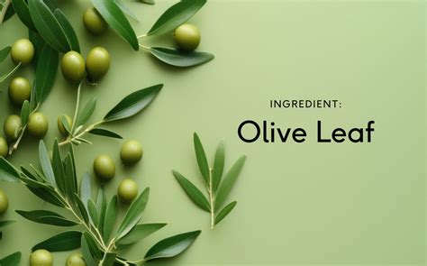 Learn About Olive Leaf Extract In 5 Minutes Feel Wellness Reimagined