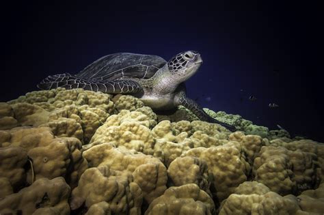 תצפית 739822 צב ים ירוק