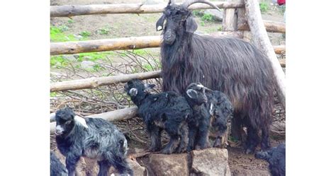 Изложение на редки породи овце и кози ще има в Кресна Български Фермер