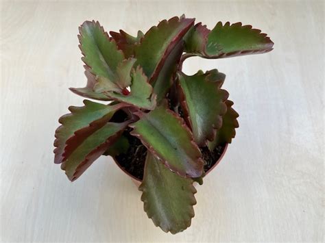 Kalanchoe Sexangularis
