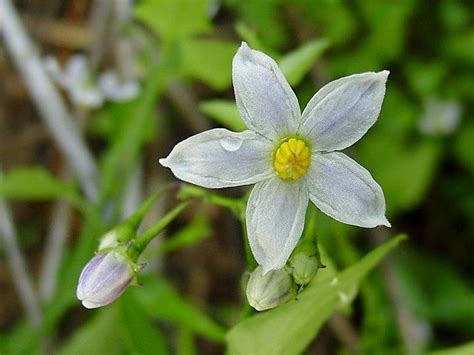 Plantfiles Pictures Solanum Species Black Nightshade Eastern Black