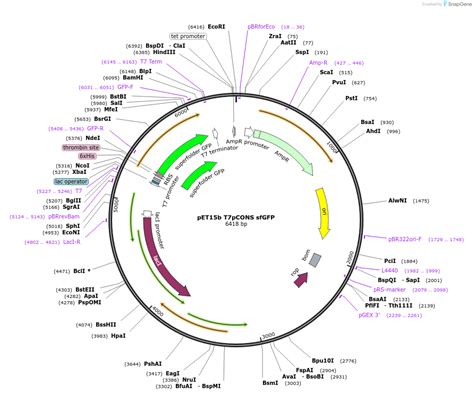 Addgene Pet15b T7pcons Sfgfp