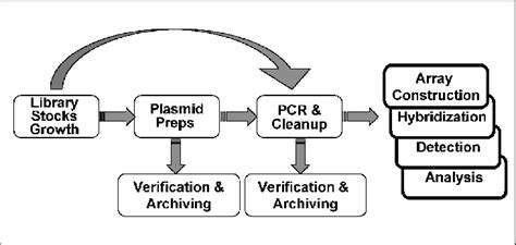 Flowchart Diagram Of The Processing Required For Cdna Microarray