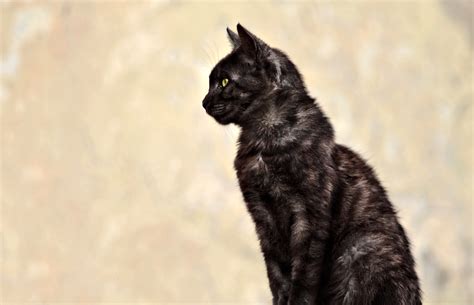 Asthestic Wallpaper Photos Download The Best Free Asthestic Wallpaper