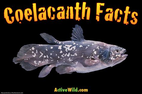 Coelacanth Facts Pictures And Information An Amazing Living Fossil Fish