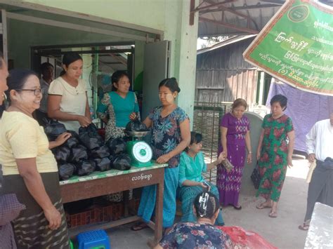 သုံးခွမြို့နယ် သမဝါယမအသင်းစု၌ ကြက်သွန်နီများအား ဈေးနှုန်းချိုသာသွာဖြင့