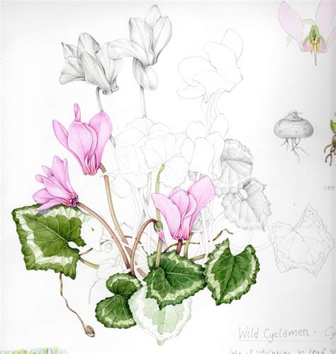 Variegation Patterns On Leaves Artists Blogs Medical