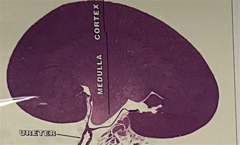 Iupui Lab Exam 3 Histology Flashcards Quizlet
