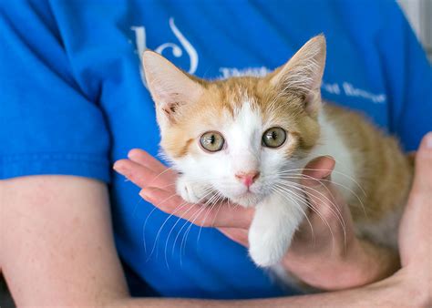 The Lucky Cat Rescue Tlc Rescue Nj