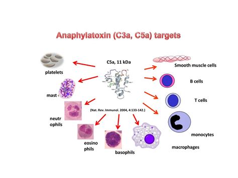 János Szebeni Md Phd Nanomedicine Research And Education Center Ppt Download