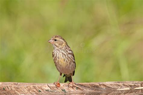 Female European Serin Serinus Serinus Standing On Wood Stock Image