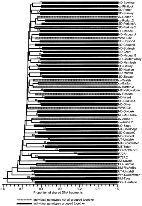 UPGMA Analysis Based On Pairwise Comparisons Of Genetic Similarities Download Scientific