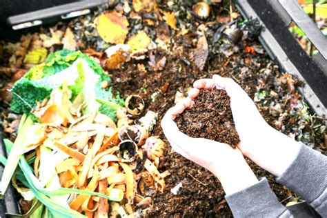 Surprising Compostable Items A Complete Guide