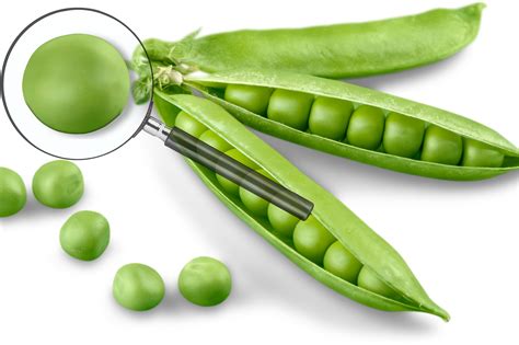 Updated Genome Sequence Of The Grass Pea All About Feed