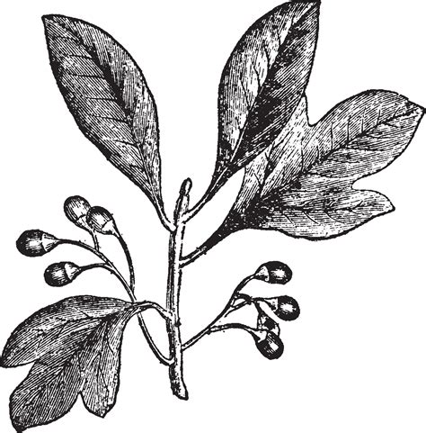 Sassafras Vintage Illustration 35071413 Vector Art At Vecteezy Sassafras Vintage Illustration 35071413 Vector Art At Vecteezy