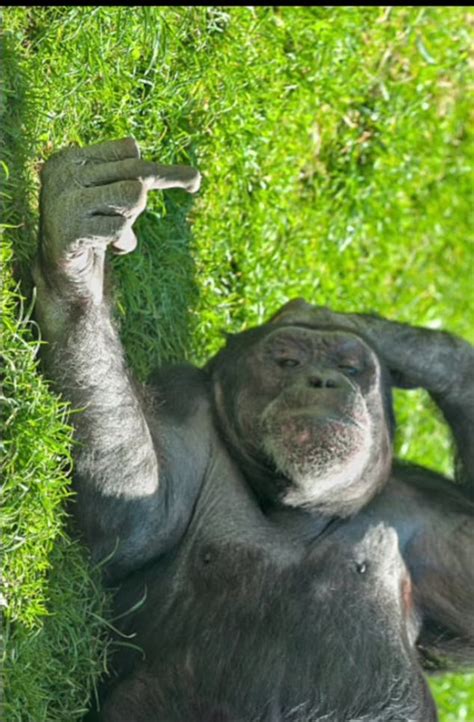 Young Gorilla Sticking Up Its Middle Finger Домашние животные юмор