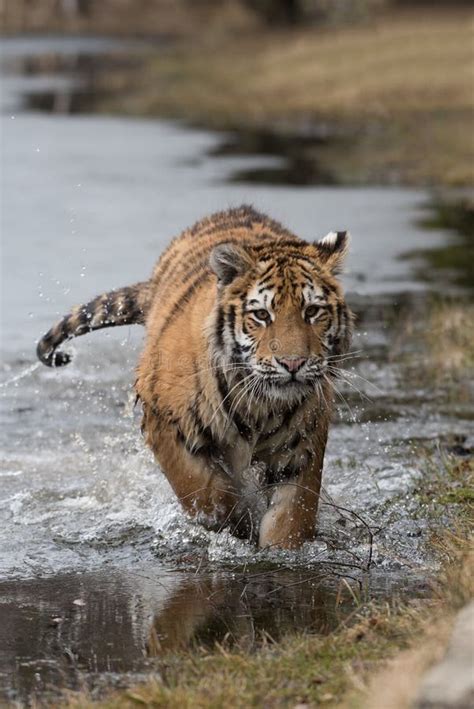Tigre Siberiano En El Panthera El Tigris De La Nieve Foto De Archivo Imagen De Cubo Pista