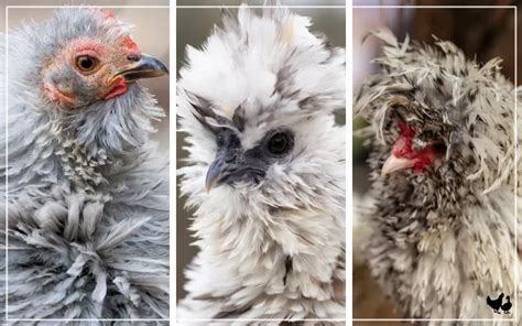 How Do Chickens Have Sex Learnpoultry