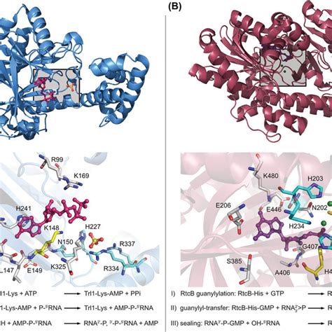 Fungal Trl1 And Archaeal Rtcb Trna Ligase Active Site Structure And