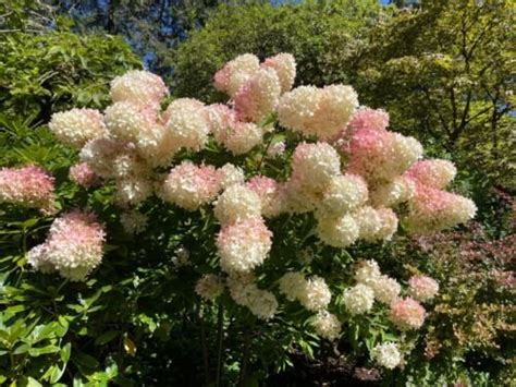 Hydrangea Paniculata Grandiflora Pee Gee Hydrangea 100 Seeds Garden
