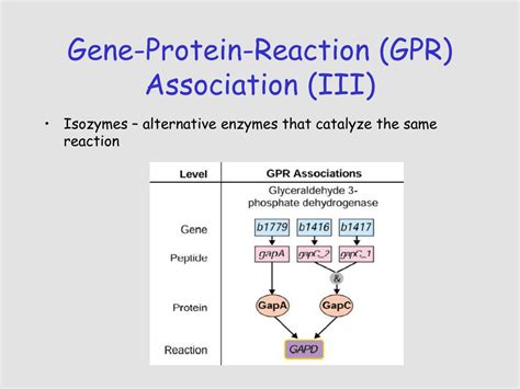 Ppt Biological Network Analysis Introduction To Metabolic Networks