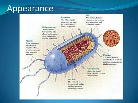 11 Classification Of Microbes Pptx