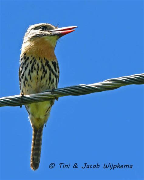 Spot Backed Puffbird Nystalus Maculatus Copyright Tandj Wijpkema