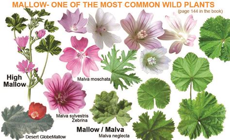 Our Constant Companion The Common Mallow — Health And Wellness —