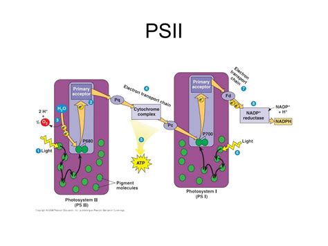 Psii And Psi Ppt