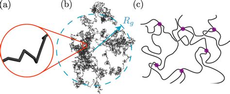 A A Sequence Of Monomer Units Joined With Randomly Sampled Bond Download Scientific Diagram