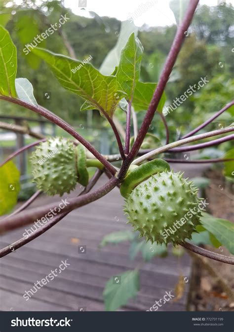Green Spiked Fruit On Vines