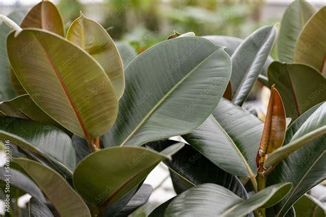 Ficus Elastica “robusta” The Rubber Plant In Latin Ficus Robusta Is A Strong Air Purifying