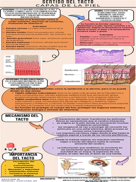 Infografía Sistema Nervioso Pdf Piel Epidermis