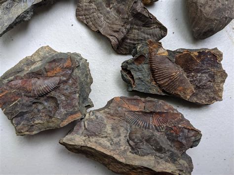 Psbattle Fossilized Shells Rphotoshopbattles